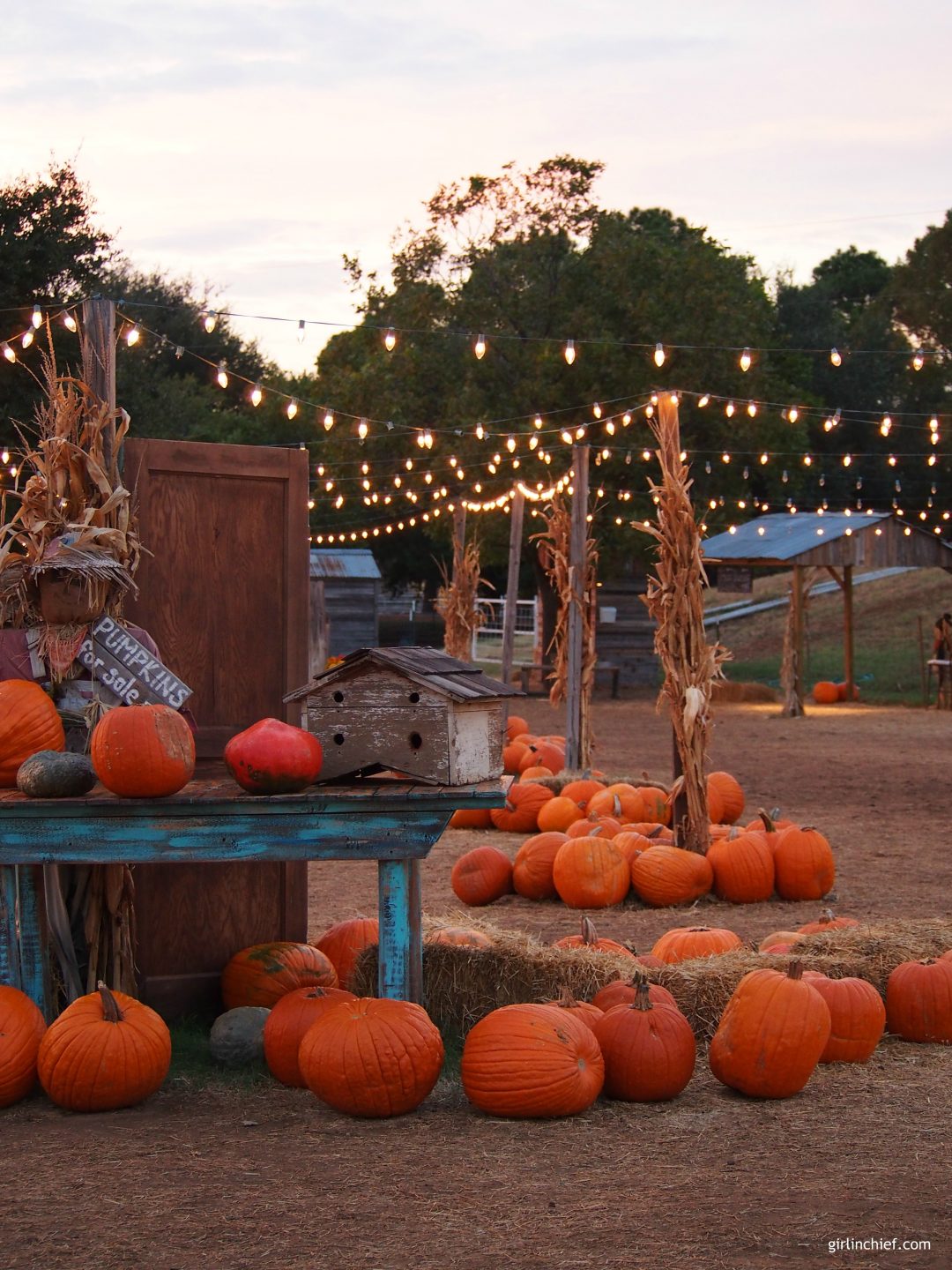 Halloween on the Farm | Visit to Hall’s Pumpkin Farm | Girl-in-Chief